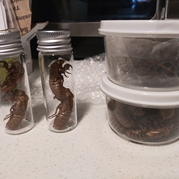 Cicadas XIX Exoskeletons, 2024 Specimen Lot of 15, Great Southern Brood ...