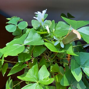 Musa poquito Banana Tree/ Banana Tree in 4 Inch Cups one | Etsy