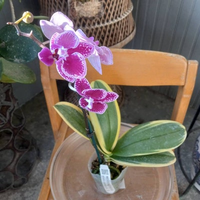 Awarded cotton Candy Phal. Cheng-de Beauty 'sakura' AM/AOS , Handsome Plant in 4 Pot With 25-28 ...