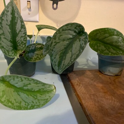 Pothos Silver Splash 4 Pot, Live Giant Silver Splash Pothos Plant 2 ...