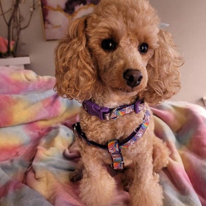 Dog Collar and optional Leash Set Groovy Peace Dog Collar - Etsy