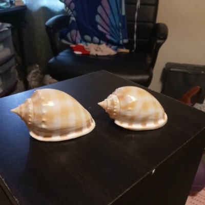 Jumbo Real Philippine Mud Jungle Starfish Sea Star 1 - Etsy