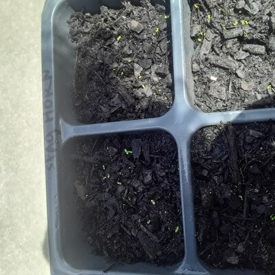 Chewing Tobacco Seed Pack 3 Varieties for Chew & Dip 3,000 Seeds - Etsy