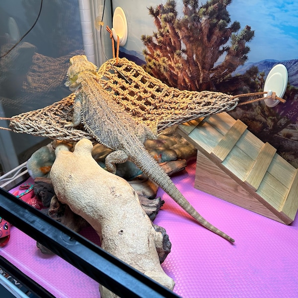 Natural Wooden Reptile Tunnel Hide. Vivarium & Terrarium Decorations ...