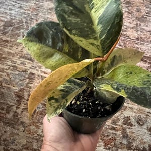 Ficus Shivereana Moonshine, Rubber Tree 4” - Etsy
