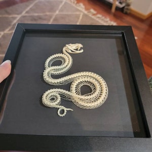 Real Silver Toadfish Skull, Silver Toadfish Skeleton, Lagocephalus ...