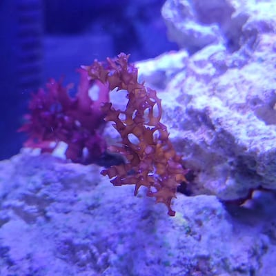 LIVE 10-pack Macro Algae Sampler Macro Algae/macroalgae Coral for ...