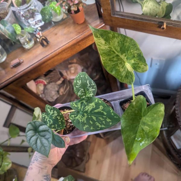 Alocasia Hilo Beauty Starter Plant.*** Please Note All Starter Plants ...