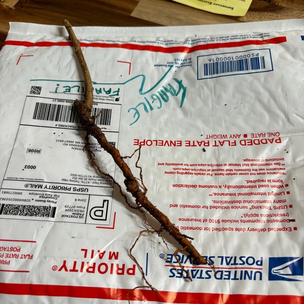 Maqui Seeds - 15 Organic Wild Harvested Maqui / Chilean Wineberry ...