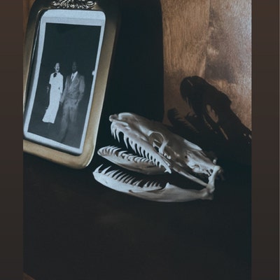 Real Lionfish Skeleton Dendrochirus Fish Taxidermy on - Etsy