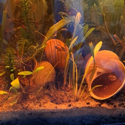 GOLD Giant Apple Snail Shells for Crafting, Craft Shells, Craft Snail ...