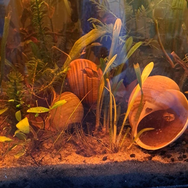 GOLD*** Giant Apple Snail Shells for Crafting, Craft Shells, Craft ...