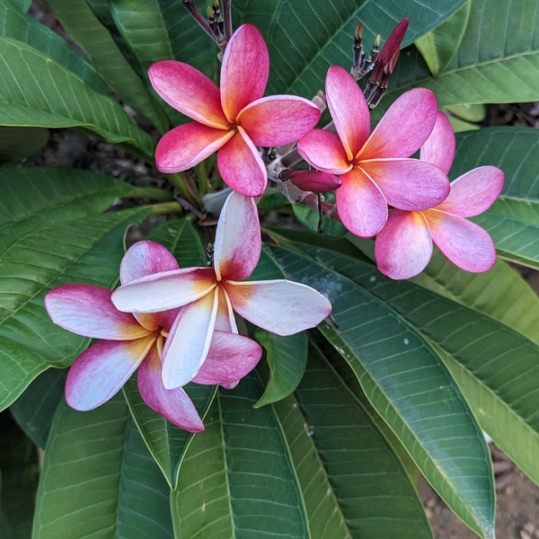 Hawaiian Frangipani Plumeria KANEOHE SUNBURST Unrooted Cutting 10-12 in ...