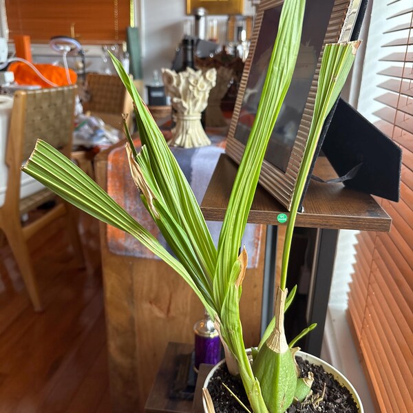 Pikake Plant. Single Flower Variety for Lei Making (pikake Lahilahi ...