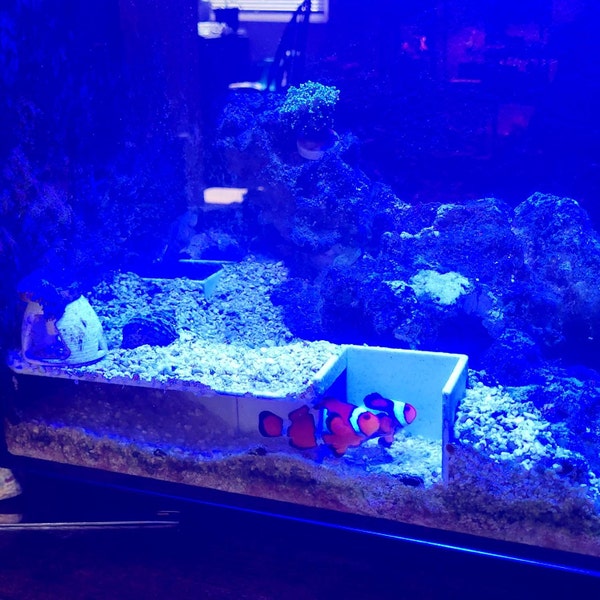 Corner Undergravel Fish and Terrarium Tunnel Fish Cave Fish Hide ...