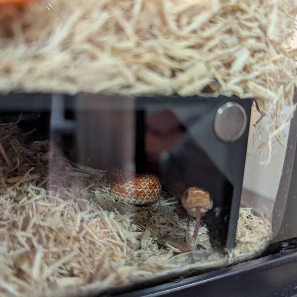 MEDIUM Hoggy Hide. Burrow Hide. Snake Hide for Western Hognose ...