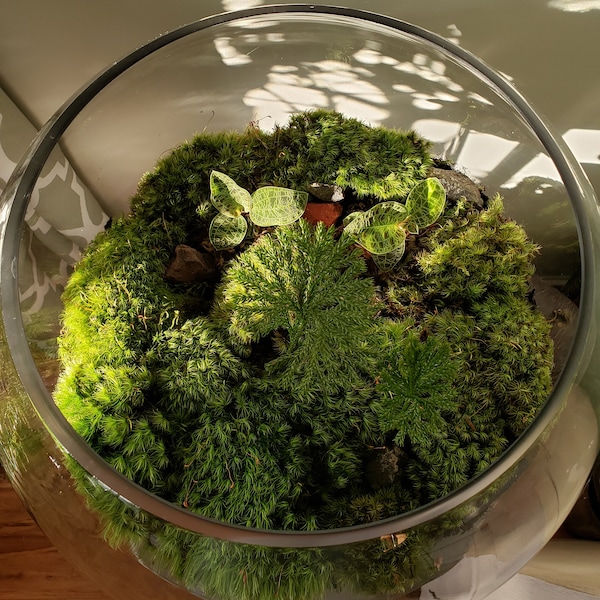 Live Frog Moss Mood Moss Pads - Dicranum for Terrarium or Vivarium ...