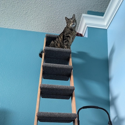 Cat Ladder 8 Step Cherry Hardwood Lets Cats Climb Indoors to Reach New ...