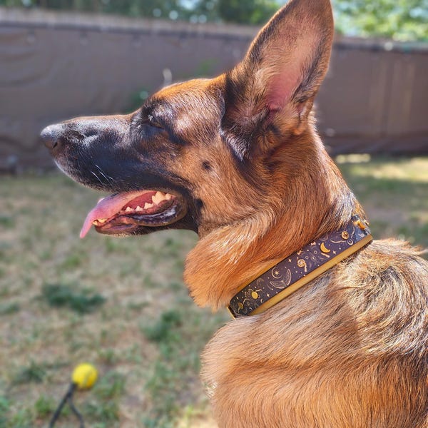 PRE-MADE Biothane Handle Collars, Ready to Ship - Etsy