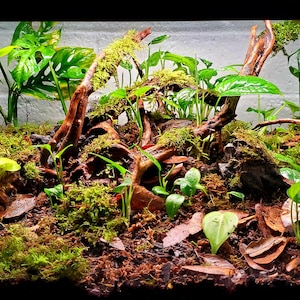 Live Fern Moss for Terrariums, Vivariums, Moss Gardens, Bonsai - Etsy