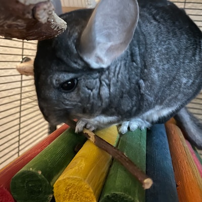 Ultimate Chew Toy Collection. Whimsy's Menagerie Original Design Chew ...