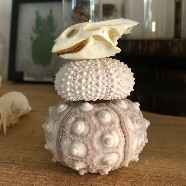 Elegance Red Fox Fang Earrings, Canine Tooth Earring, Tooth Earring ...