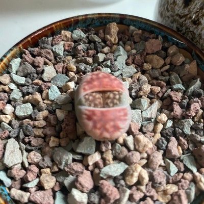 Live Exotic Lithops Karasmontana V Mickbergensis Var Red Top / 1-2 ...
