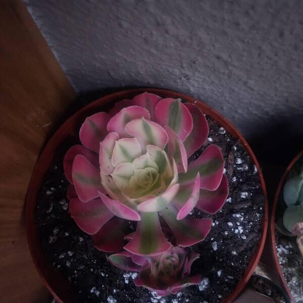 Cactus - Basketball Plant - Euphorbia Obesa in 6" Pot - Will Ship Bare ...