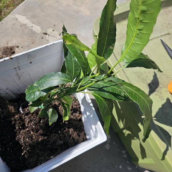 Seedling Julie Mango Live Fruit Tree (mangifera Indica). 1 Ft - Etsy
