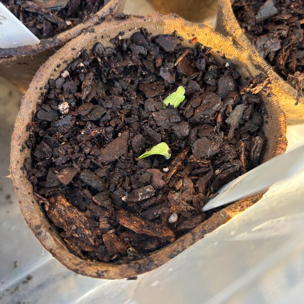 41 Native American Zentangle Coloring Page Designs 8x11in 500 DPI PNG ...