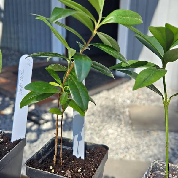 FORASTERO Theobroma Cacao Cocoa Chocolate Fruit Tropical Tree Potted ...