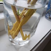 100 japanische Quittensamen. 100 frische Samen Chaenomeles japonica ...