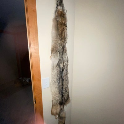 XXL Blue Frost Fox Hide 1 Top Lot Grade, Professionally Tanned/pelt ...
