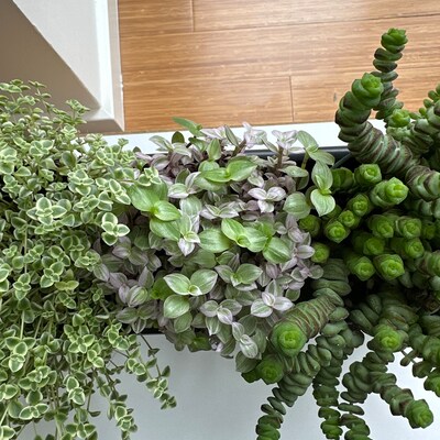 Echeveria Setosa Mexican Firecracker Exotic Succulent Fuzzy - Etsy