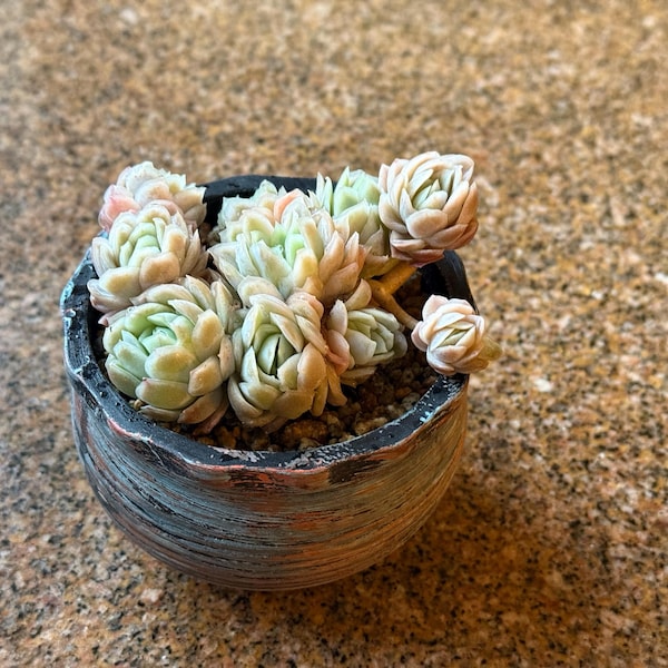 Echeveria 'red Coral' , Rare Live Succulent - Etsy