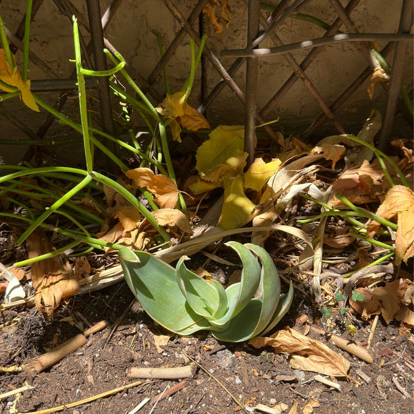 Brachychiton Rupestris Australian Bottle Tree. Queensland Bottle Tree ...