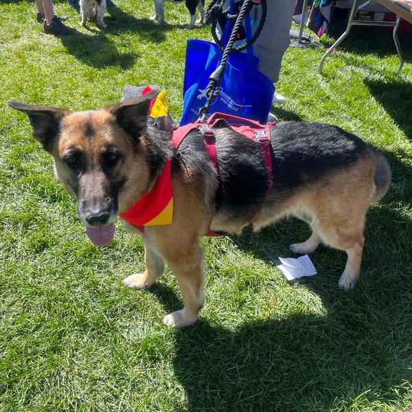 Teenage Mutant Ninja Turtles (TMNT) Print - Small/medium/large ...