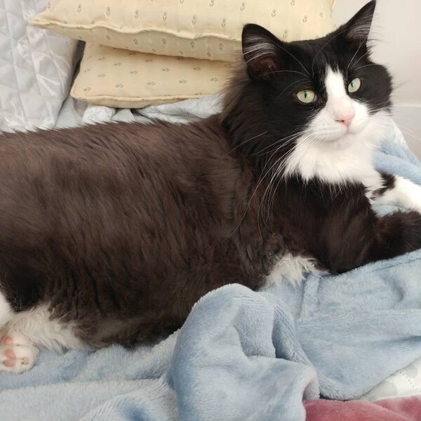 Sea Otter Pin Cute Sea Otter With a Shell Pin Sea Otter Brooch Wooden ...