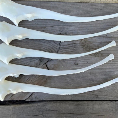 10 Bison Buffalo Toe Bones Third Phalanges - Etsy