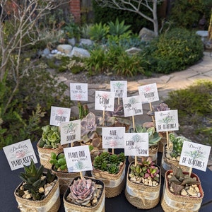 Graduation Succulent Plant Favors Custom Tags With School - Etsy