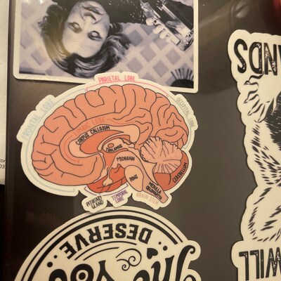 Labeled Brain Diagram Sticker Hand-drawn Anatomy Sticker Medical ...