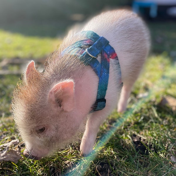 Flannel Mini Pig Harness - You Choose Fabric - Etsy