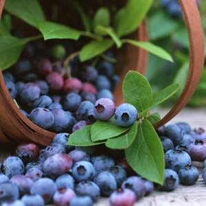 Simple Circle Frames 9 Inch Round Clip Art Border Digital | Etsy