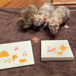 The Ultimate Guide to Rat Training Rat Training 101 DIGITAL COPY - Etsy