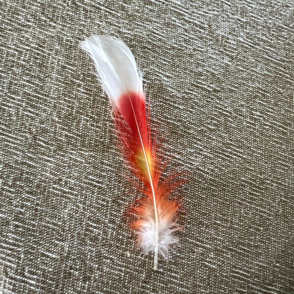 Very Rare EAGLE ALULA Feathers - Collector, Boho, Dreamcatcher ...