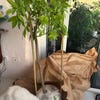 Donnie Avocado Tree , Grafted in 3 Gallon Pot, No Ship to CA and HI - Etsy