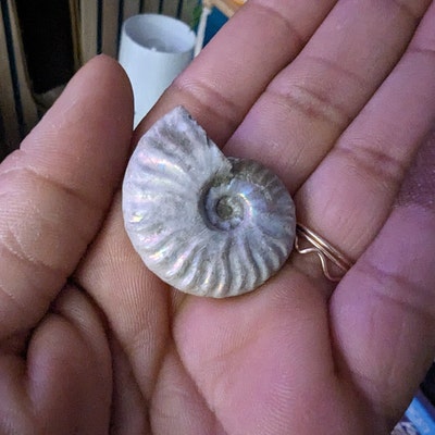 Opalized Ammonite / Fire Ammonite / Ammonite Specimen / Polished ...