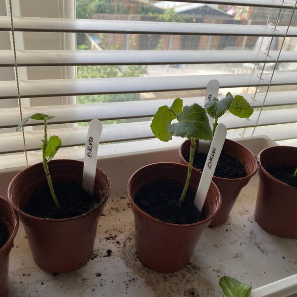 Vegetables and Herbs Plug Plants- Different Varieties - Etsy UK