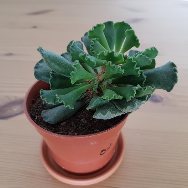 Adromischus Spp. Patte de Tortue – Succulente Rare – Petite Plante ...