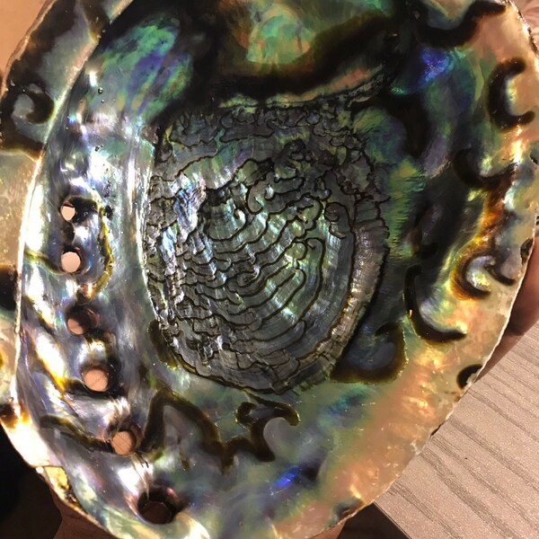 XL Natural Abalone Shell, Premium Blue Abalone, Blue Green Large ...